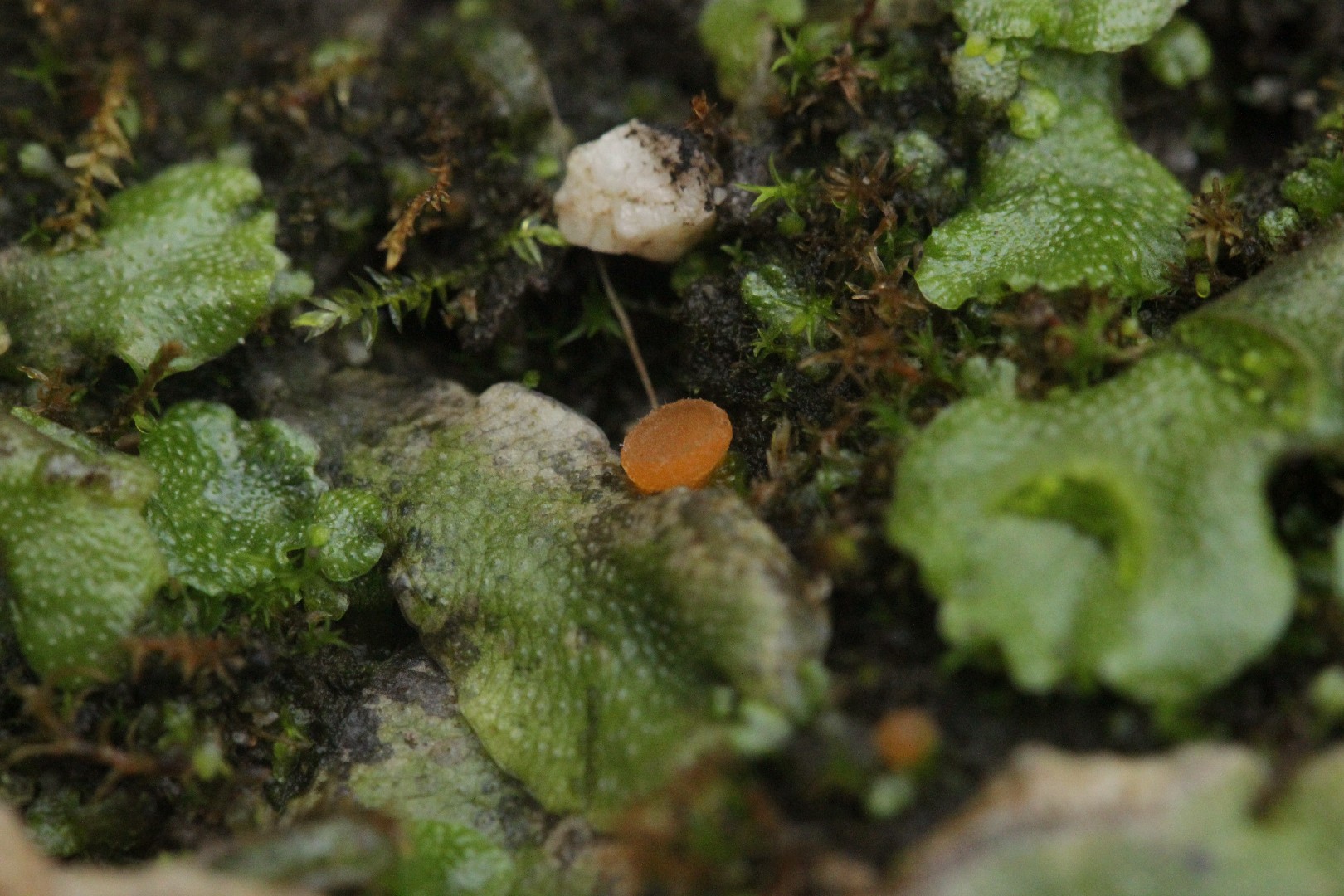 Hepática (Lunularia cruciata) - PictureThis