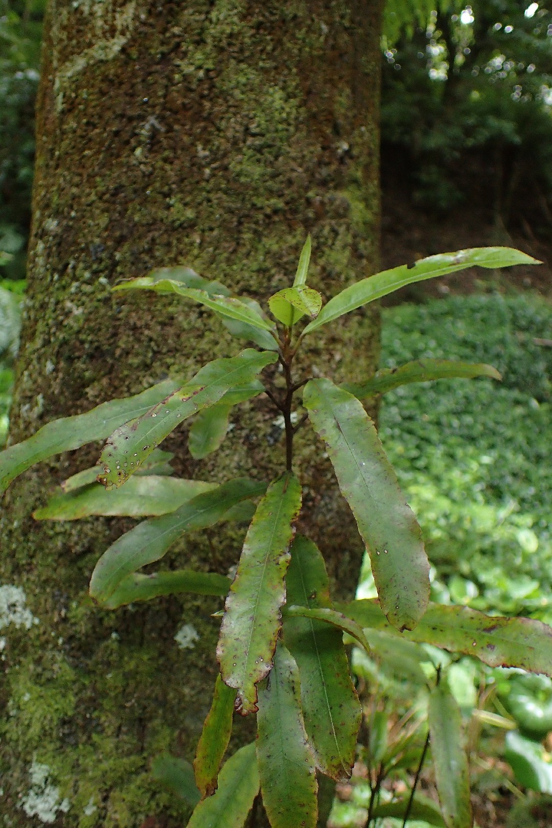 Elaeocarpus dentatus - PictureThis