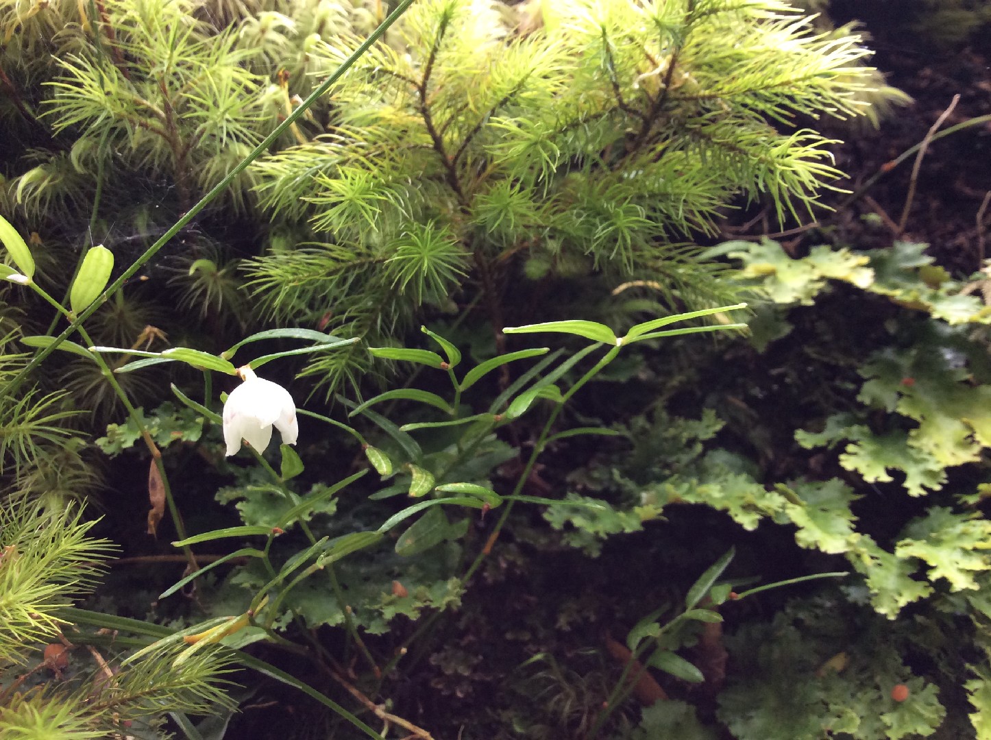 Luzuriaga parviflora - PictureThis