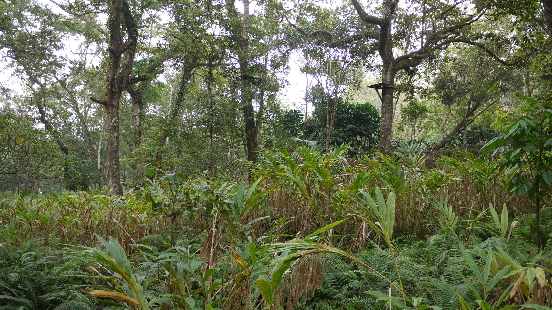 Cardamomo (Elettaria cardamomum) - PictureThis