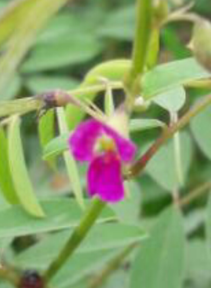 Tephrosia purpurea - PictureThis