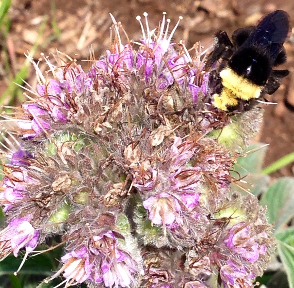 Phacelia californica - PictureThis