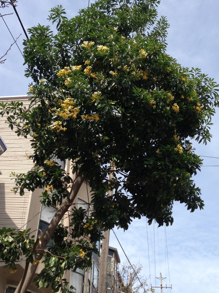 Vascular plants (Tracheophyta) Flower, Leaf, Care, Uses - PictureThis