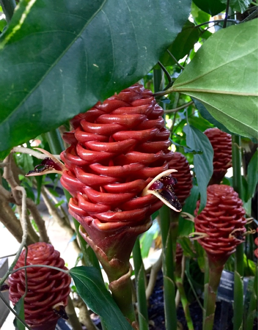 Gingers (Zingiber) Flower, Leaf, Care, Uses - PictureThis