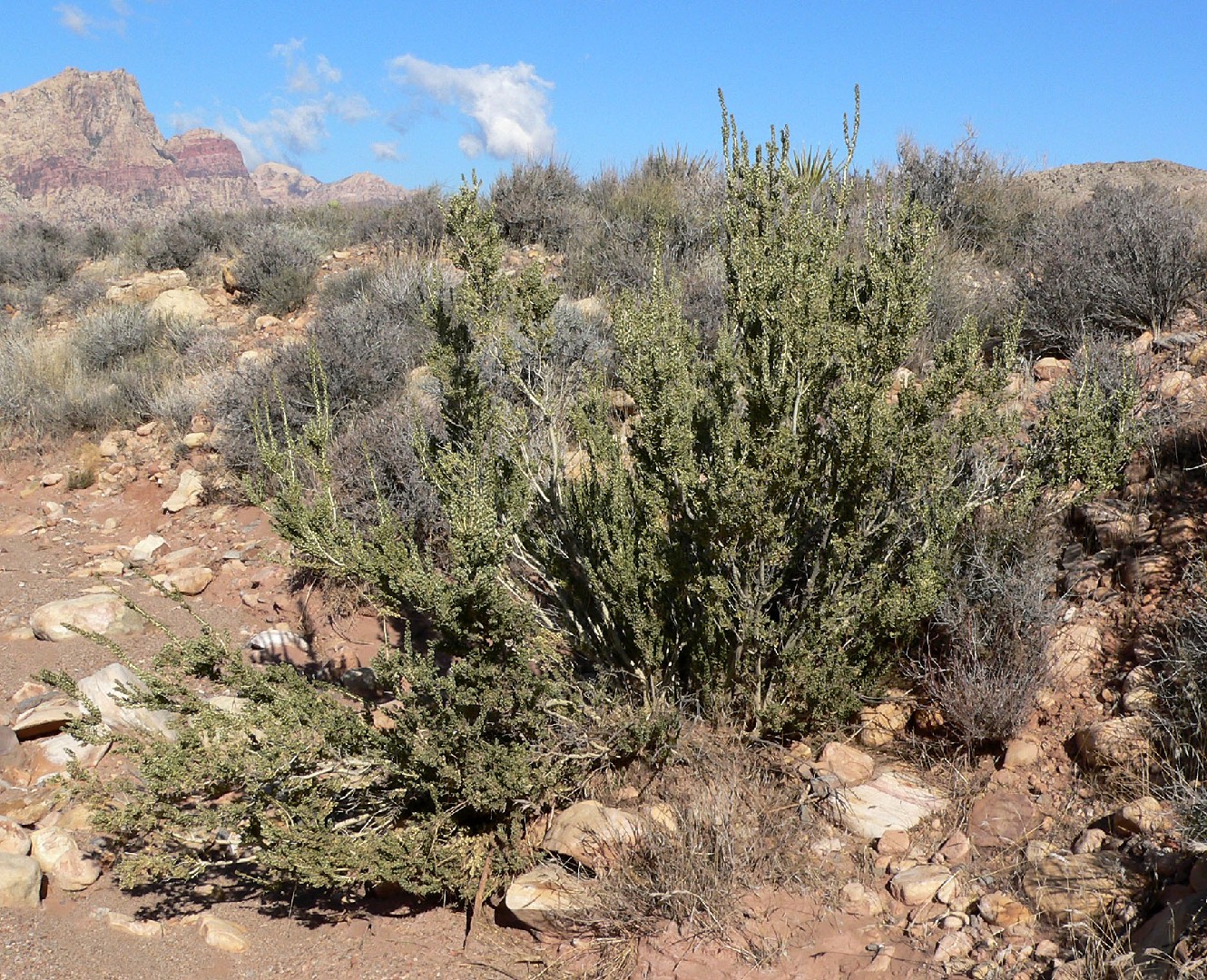 Utah mortonia (Mortonia utahensis) Flower, Leaf, Care, Uses - PictureThis