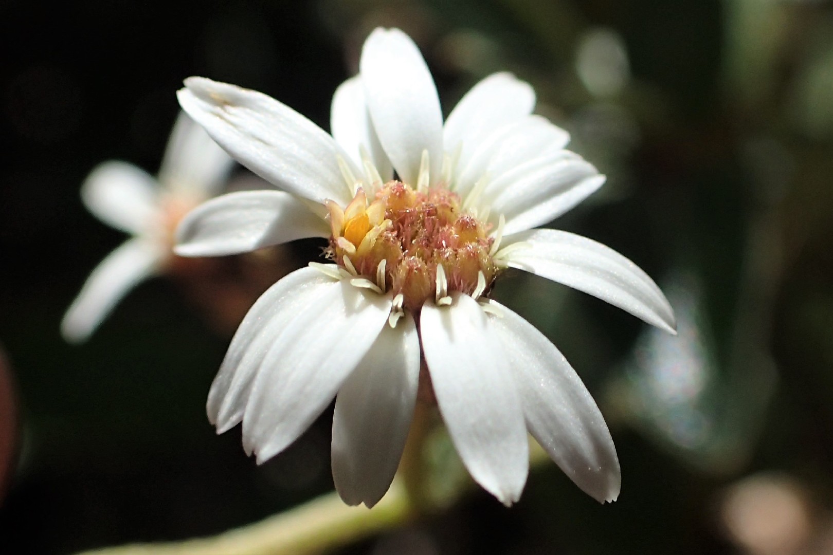 Olearia avicenniifolia - PictureThis