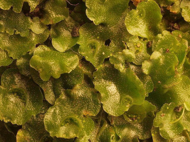 Hepática talosa (Lunularia cruciata) - PictureThis