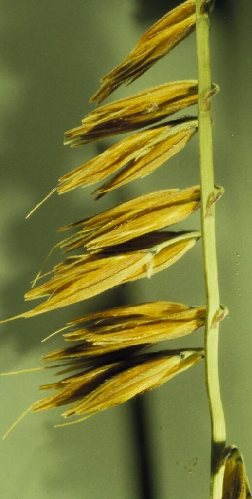 Navajita aguja (Bouteloua aristidoides) - PictureThis