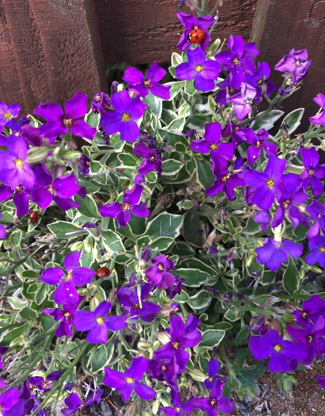 Aubrieta Care (Watering, Fertilize, Pruning, Propagation) - PictureThis