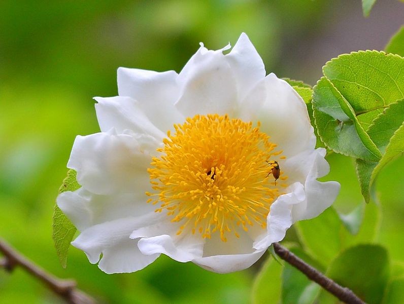 Fried-egg tree (Oncoba spinosa) Flower, Leaf, Care, Uses - PictureThis