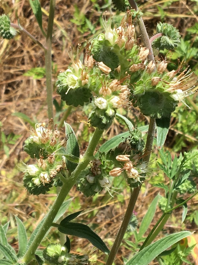 Phacelia imbricata - PictureThis