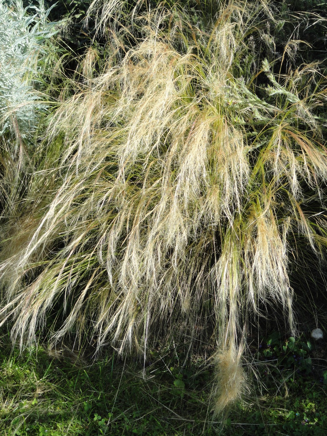 털수염풀 (Nassella tenuissima) - PictureThis