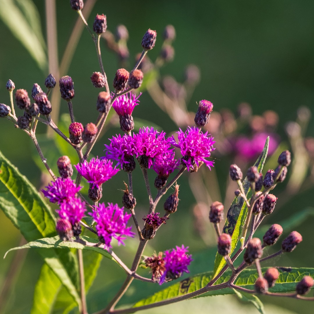 Vernonia missurica - PictureThis
