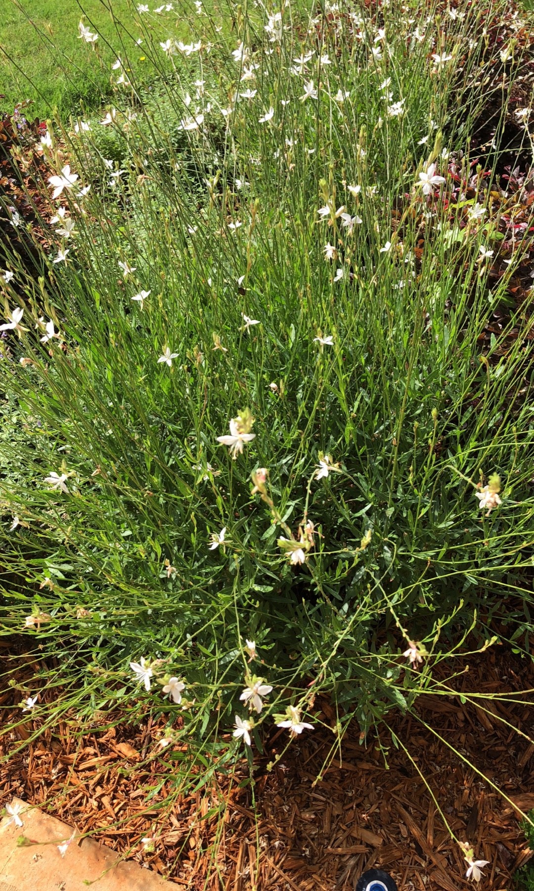 Hierba de las piedras (Silene saxifraga) - PictureThis