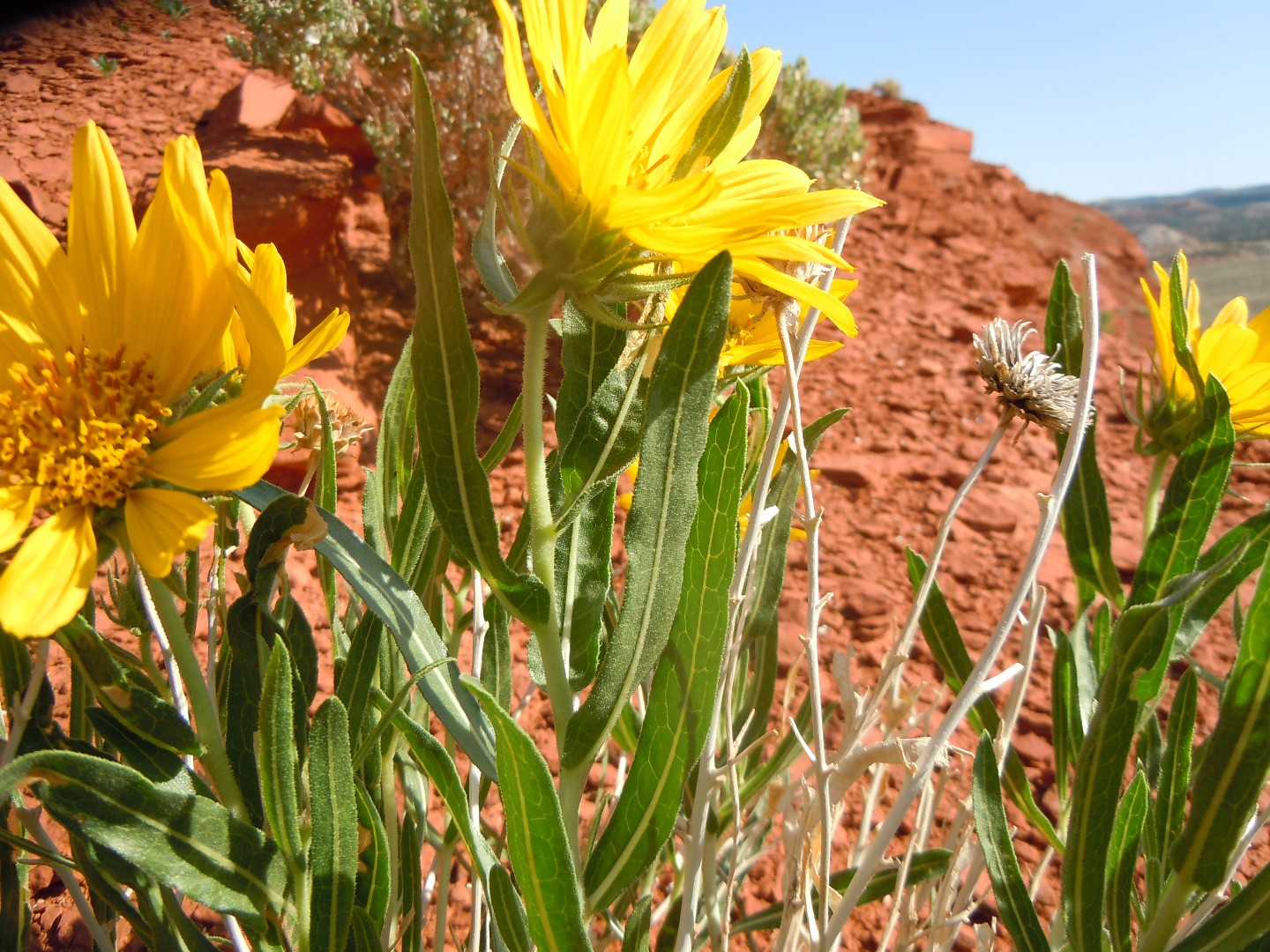 Scabrethia scabra - PictureThis