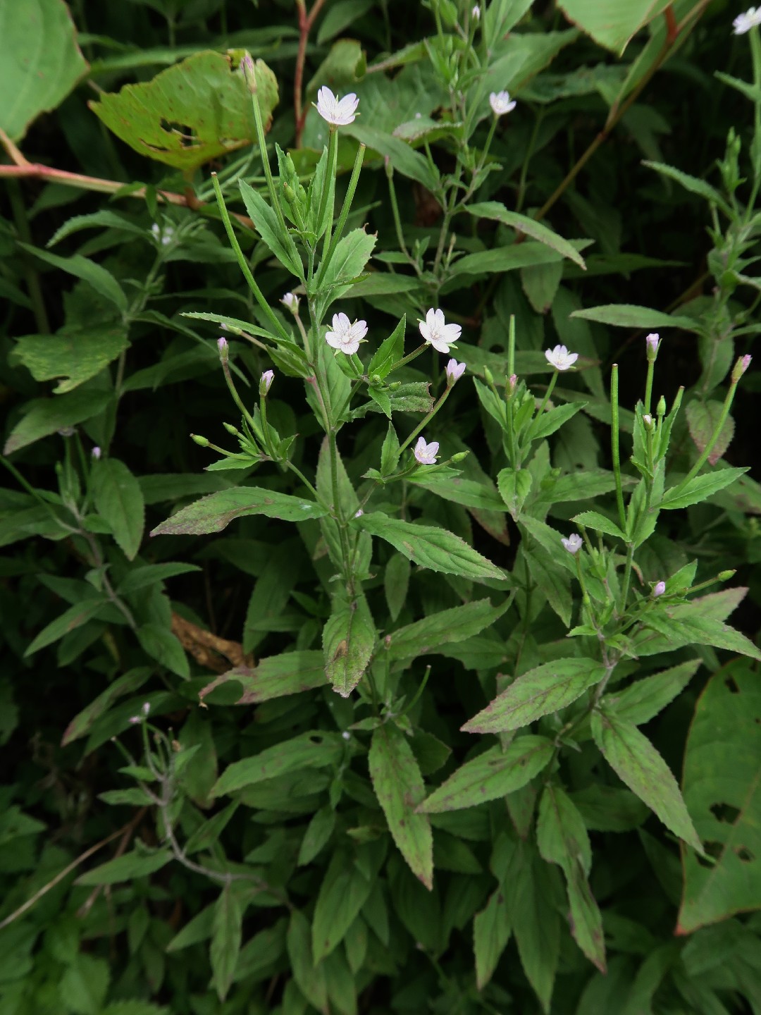 Korean speedwell (Veronica rotunda subsp. rotunda) Flower, Leaf, Care ...