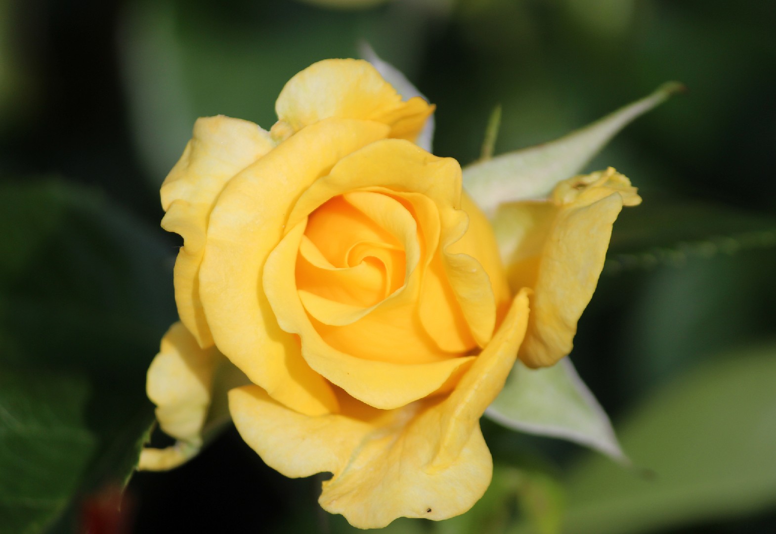 Rosa 'Golden Gate' - PictureThis