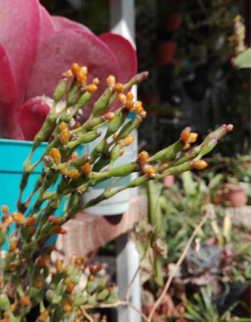 Dwarf mistletoe Care (Watering, Fertilize, Pruning, Propagation ...