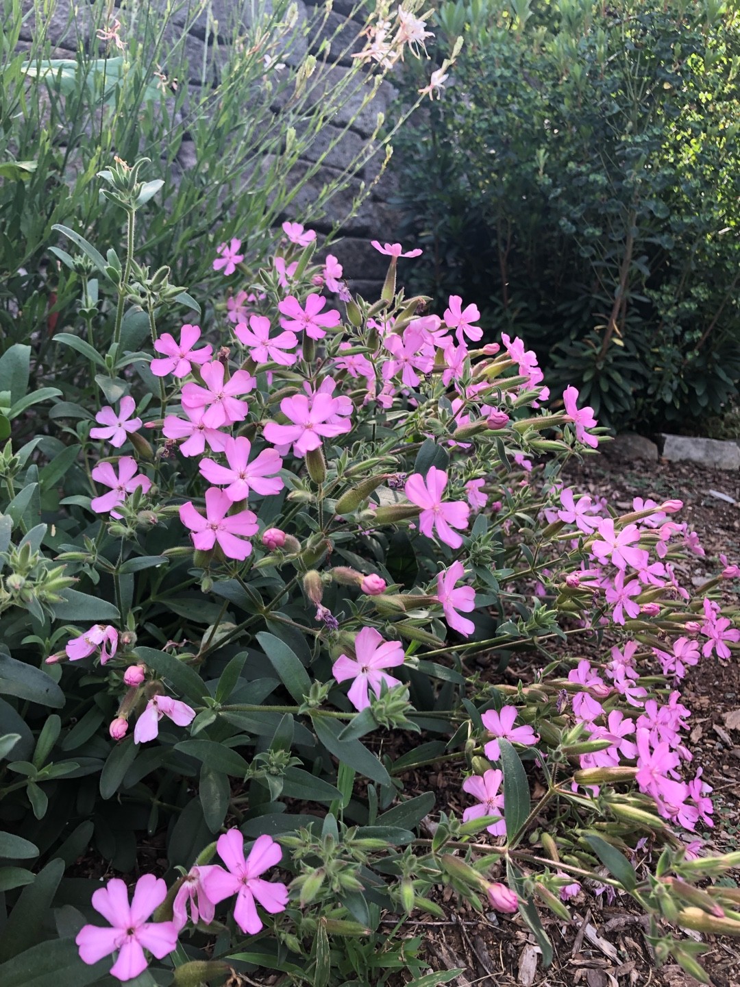 Soapworts (Saponaria) Flower, Leaf, Care, Uses - PictureThis