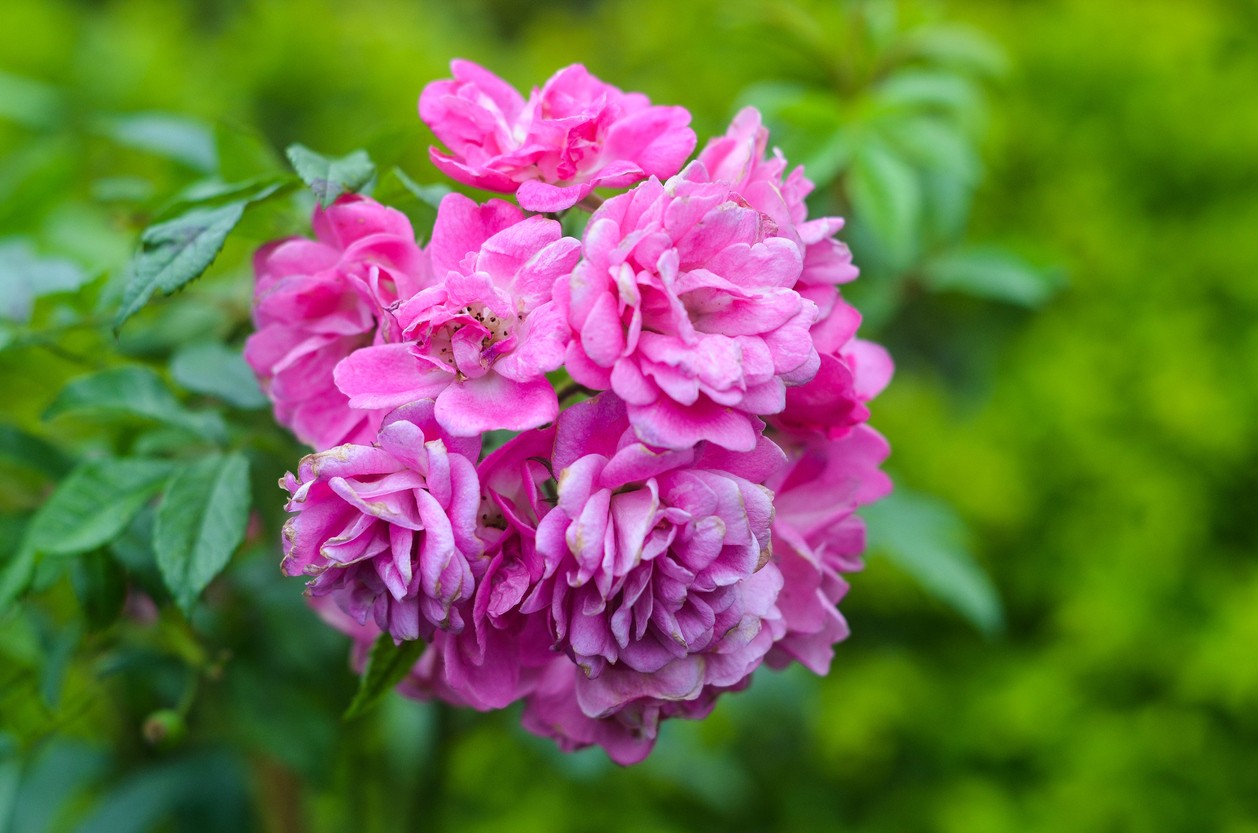 ️️ ¿Cómo se poda mi Rosa multiflora 'Grevillei'?