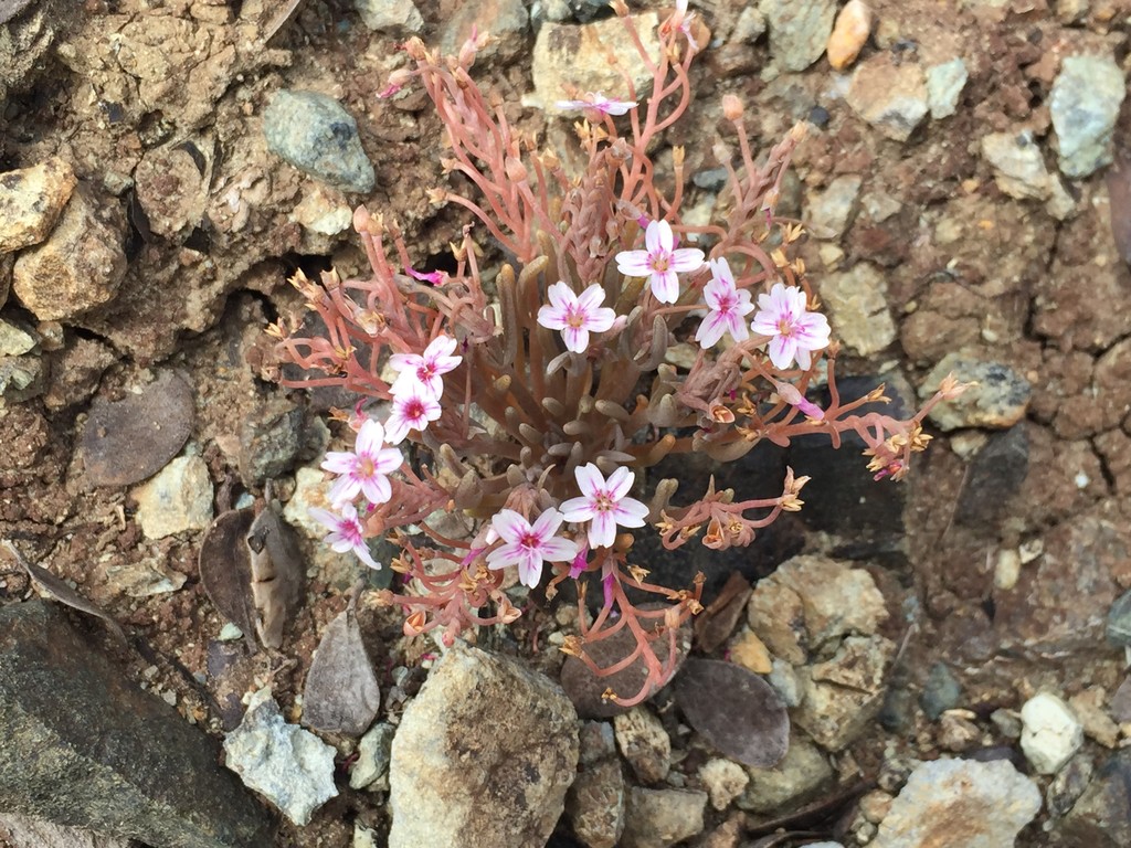 Claytonia exigua - PictureThis