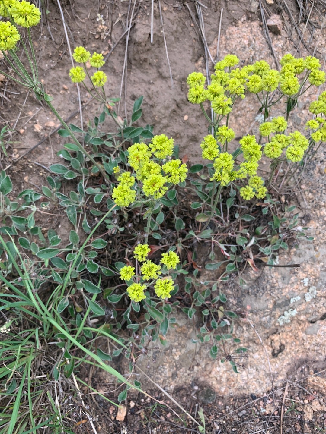 Alforfón de flor de azufre (Eriogonum umbellatum) - PictureThis
