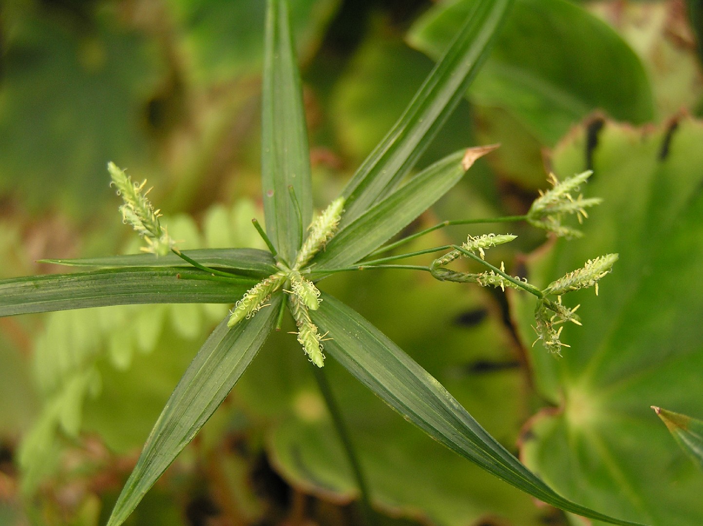 Paja cortadera (Cyperus diffusus) - PictureThis