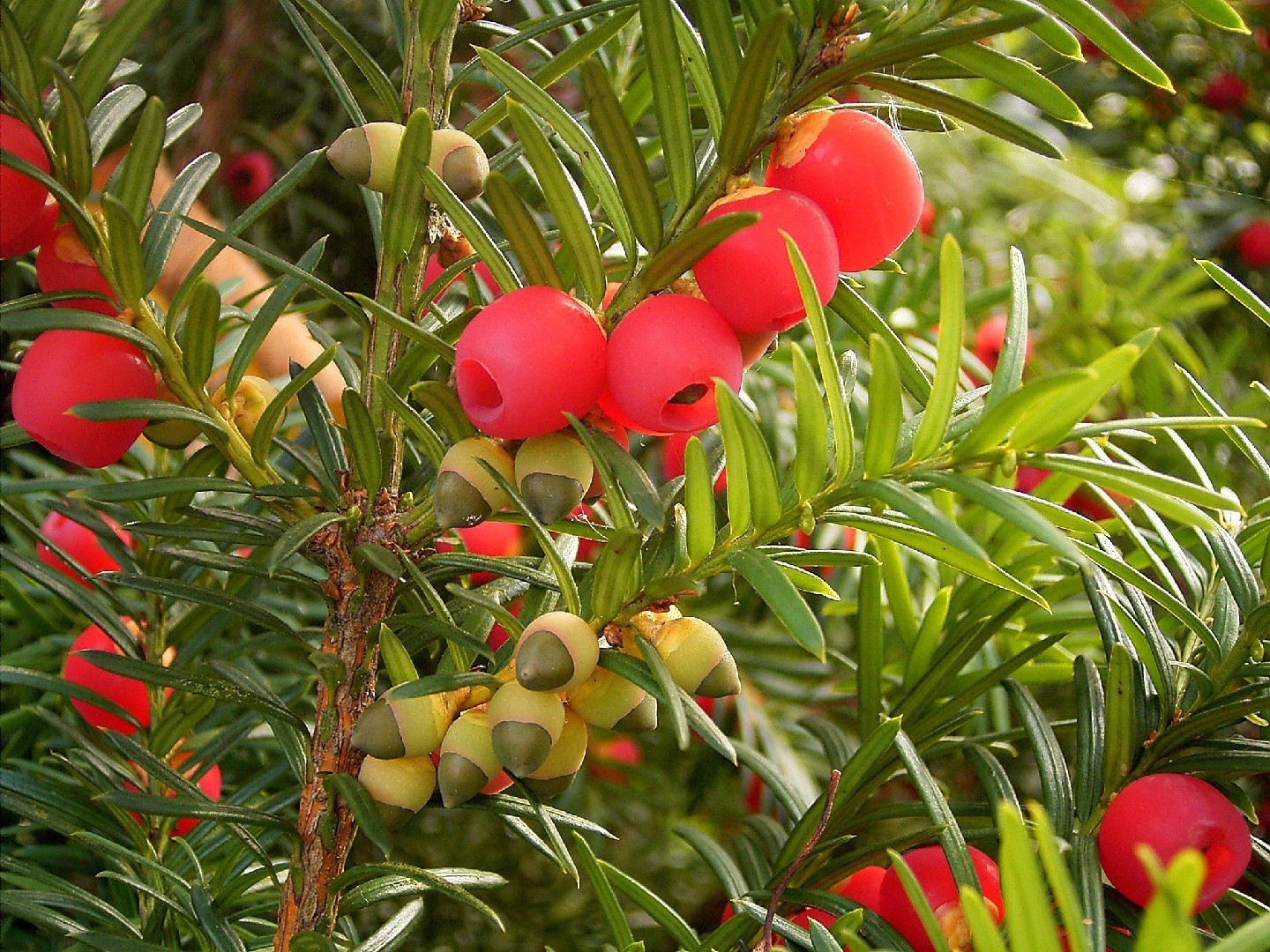 Common yew (Taxus baccata) Flower, Leaf, Care, Uses - PictureThis