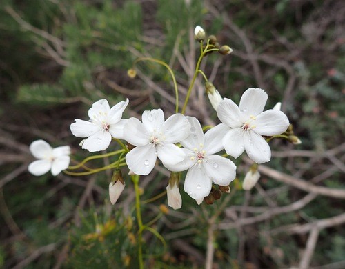 Drosera pallida - PictureThis