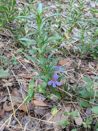 Dyschoriste linearis - PictureThis