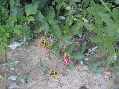 Passiflora ciliata var. hibiscifolia - PictureThis