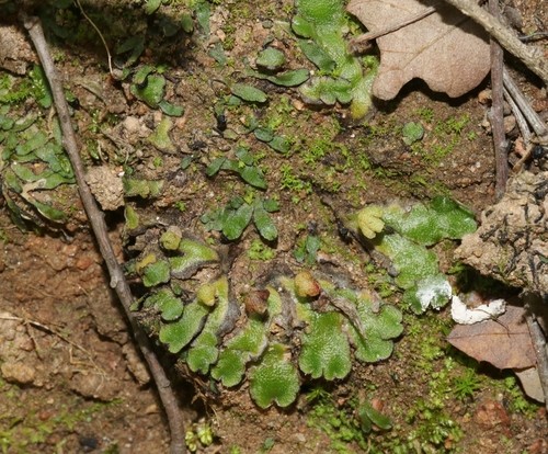 California perianth liverwort (Asterella californica) Flower, Leaf ...