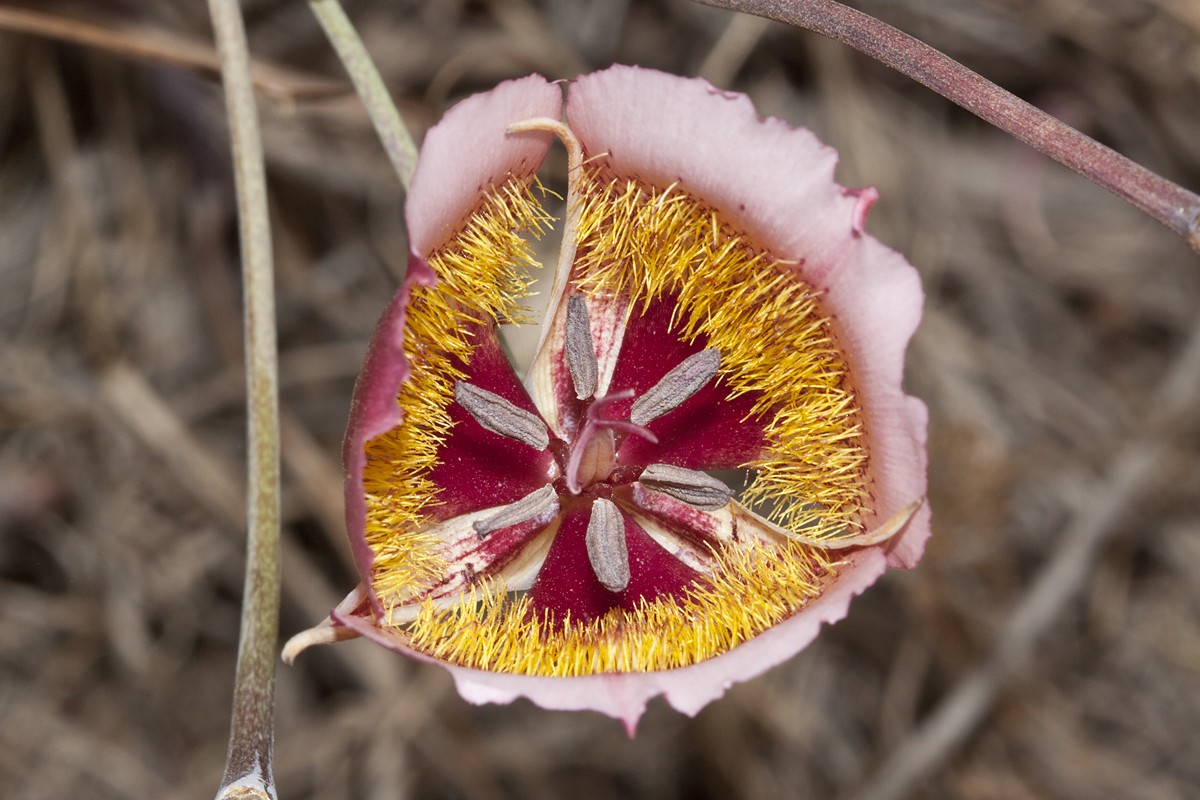 Plummer's mariposa lily (Calochortus plummerae) Flower, Leaf, Care ...