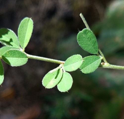Trailing Bush Clover (Lespedeza procumbens) Flower, Leaf, Care, Uses ...