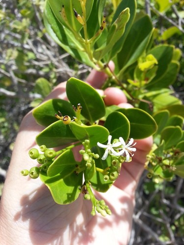Black torch (Erithalis fruticosa) Flower, Leaf, Care, Uses - PictureThis