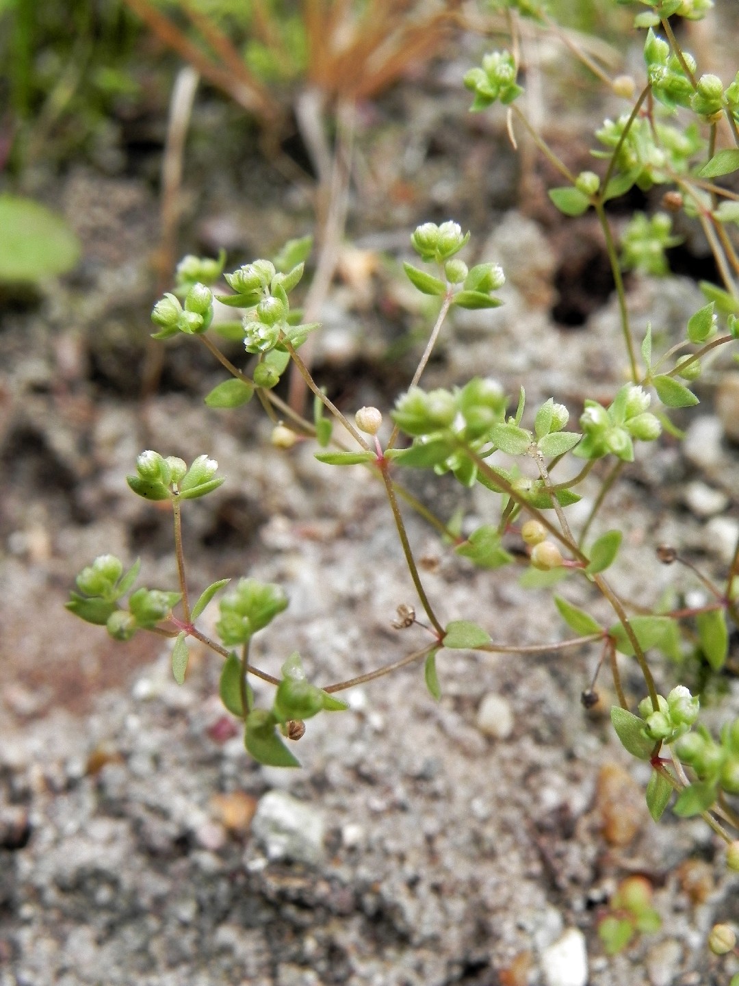 Allseed (Radiola linoides) Flower, Leaf, Care, Uses - PictureThis
