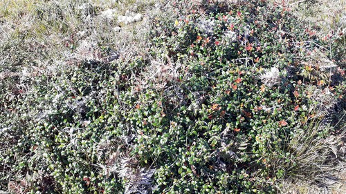 Murta (Ugni molinae) - PictureThis