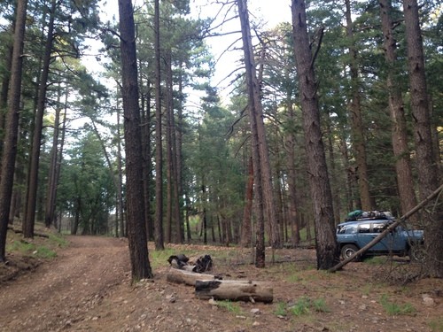 Ocote chino (Pinus leiophylla) - PictureThis