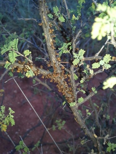 Apodanthaceae Flower, Leaf, Care, Uses - PictureThis