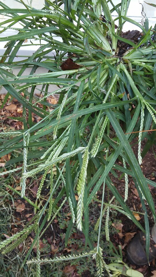 Goosegrass (Eleusine indica) Flower, Leaf, Care, Uses - PictureThis