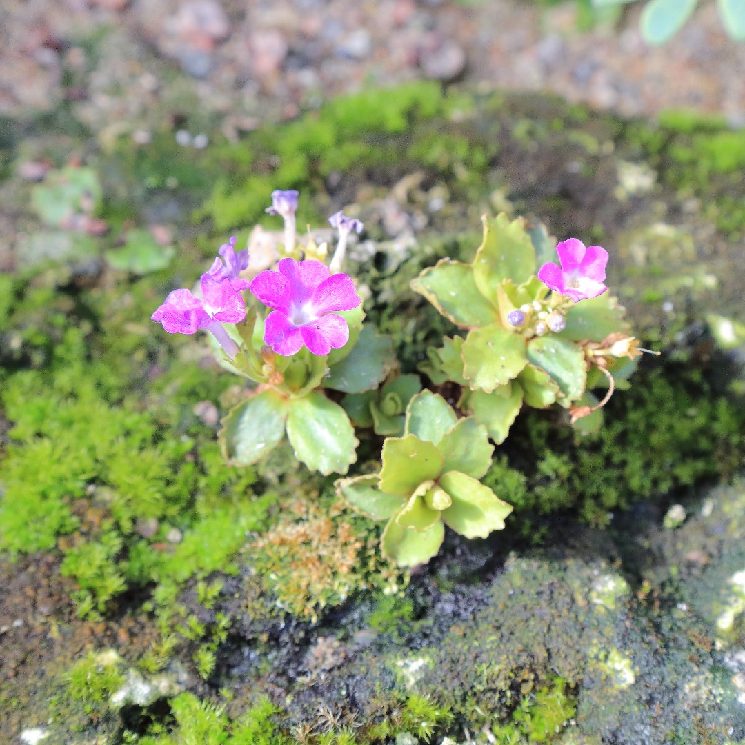 Primrose peludo (Primula hirsuta) - PictureThis