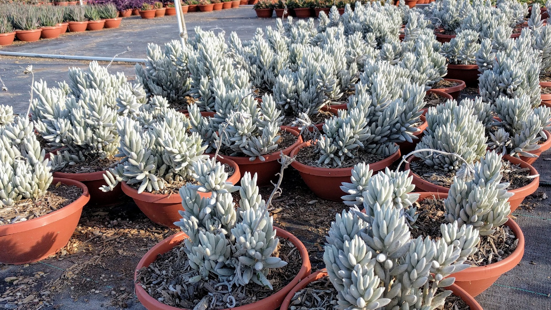 Senecio lanudo (Senecio haworthii) - PictureThis