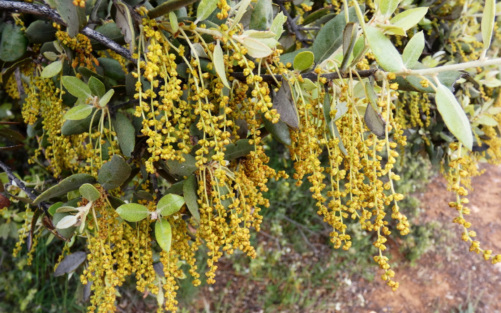 Encina de bellotas dulces (Quercus rotundifolia) - PictureThis