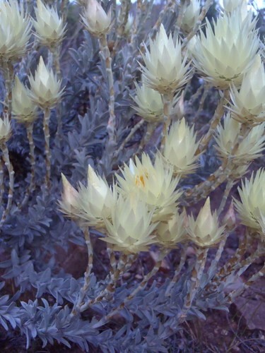 🍀 How to Grow and Care for Syncarpha ferruginea