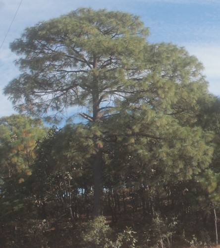 Pino blanco (Pinus devoniana) - PictureThis