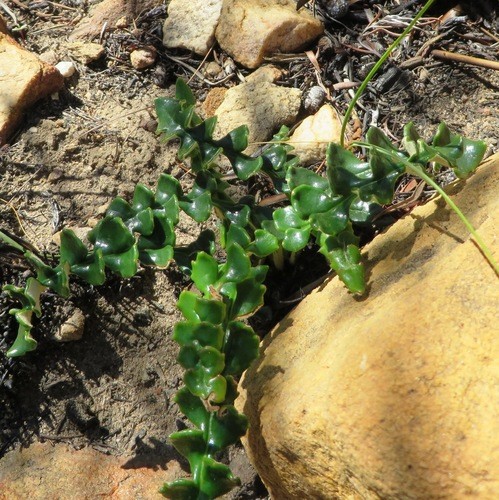 Gerbera linnaei - PictureThis