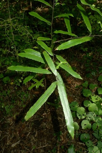 Hinau (Elaeocarpus dentatus) Flower, Leaf, Care, Uses - PictureThis