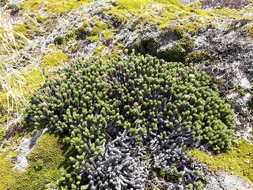 Mountain daisy (Celmisia) Flower, Leaf, Care, Uses - PictureThis