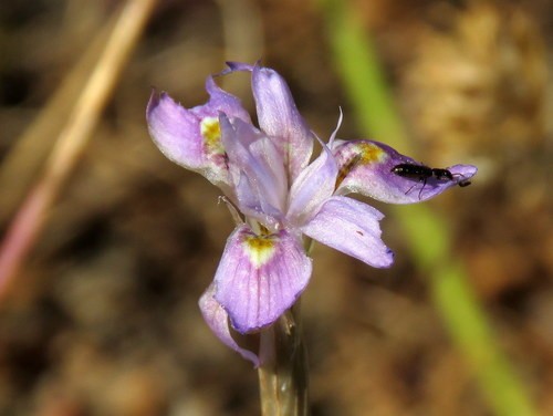 Moraea setifolia - PictureThis