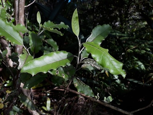 Daisy-bush (Olearia) Flower, Leaf, Care, Uses - PictureThis